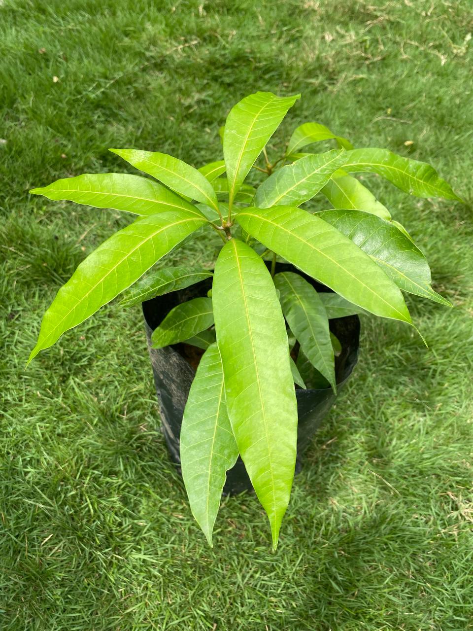Anak Pokok Mangga Epal/ Pauh (Mango Tree) | Lazada