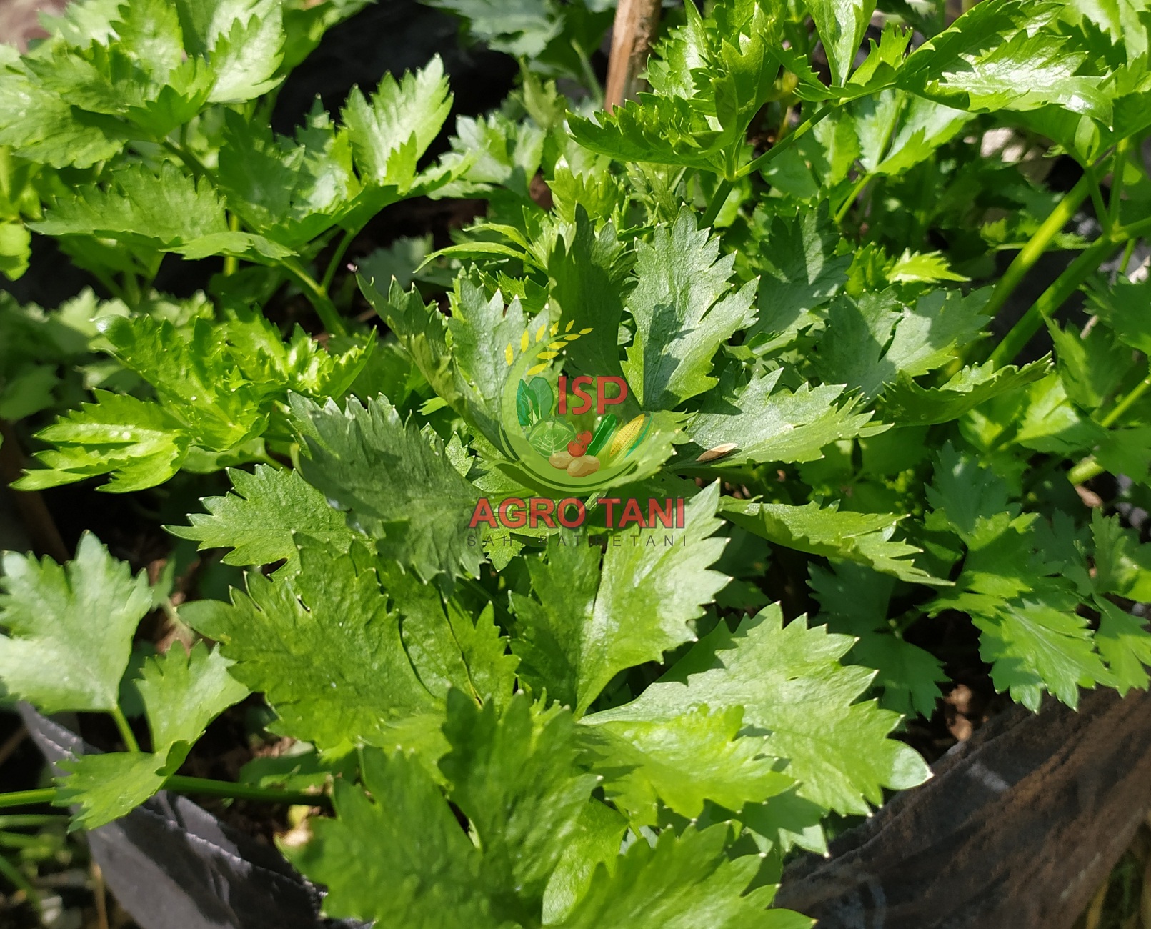 Biji seledri kemasan 0.3gram isi sekitar 1000 biji untuk tanam di pot ...