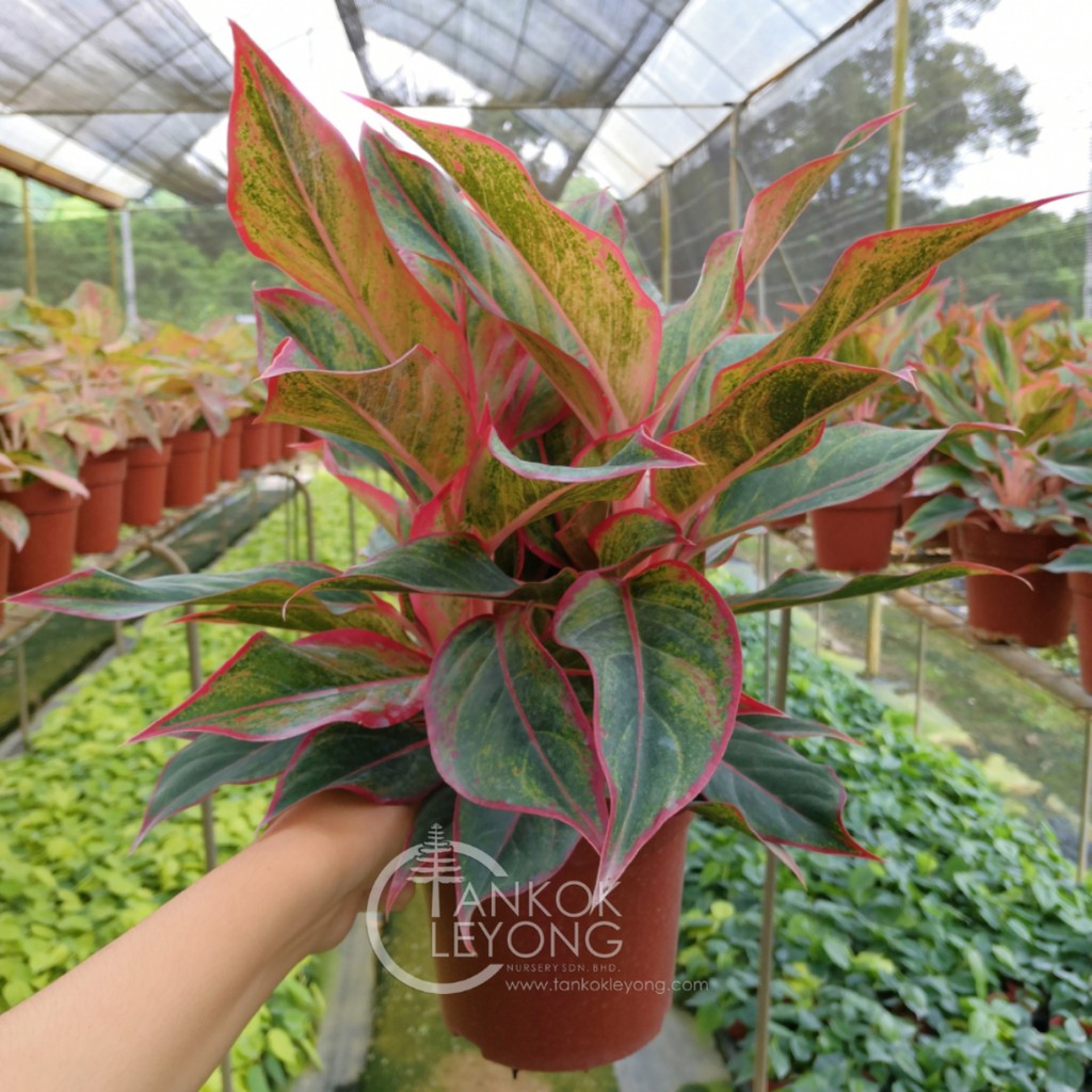 TKL - Aglaonema Red Gold/ Siam Aurora Red Plant 万年红粗肋草 | Lazada