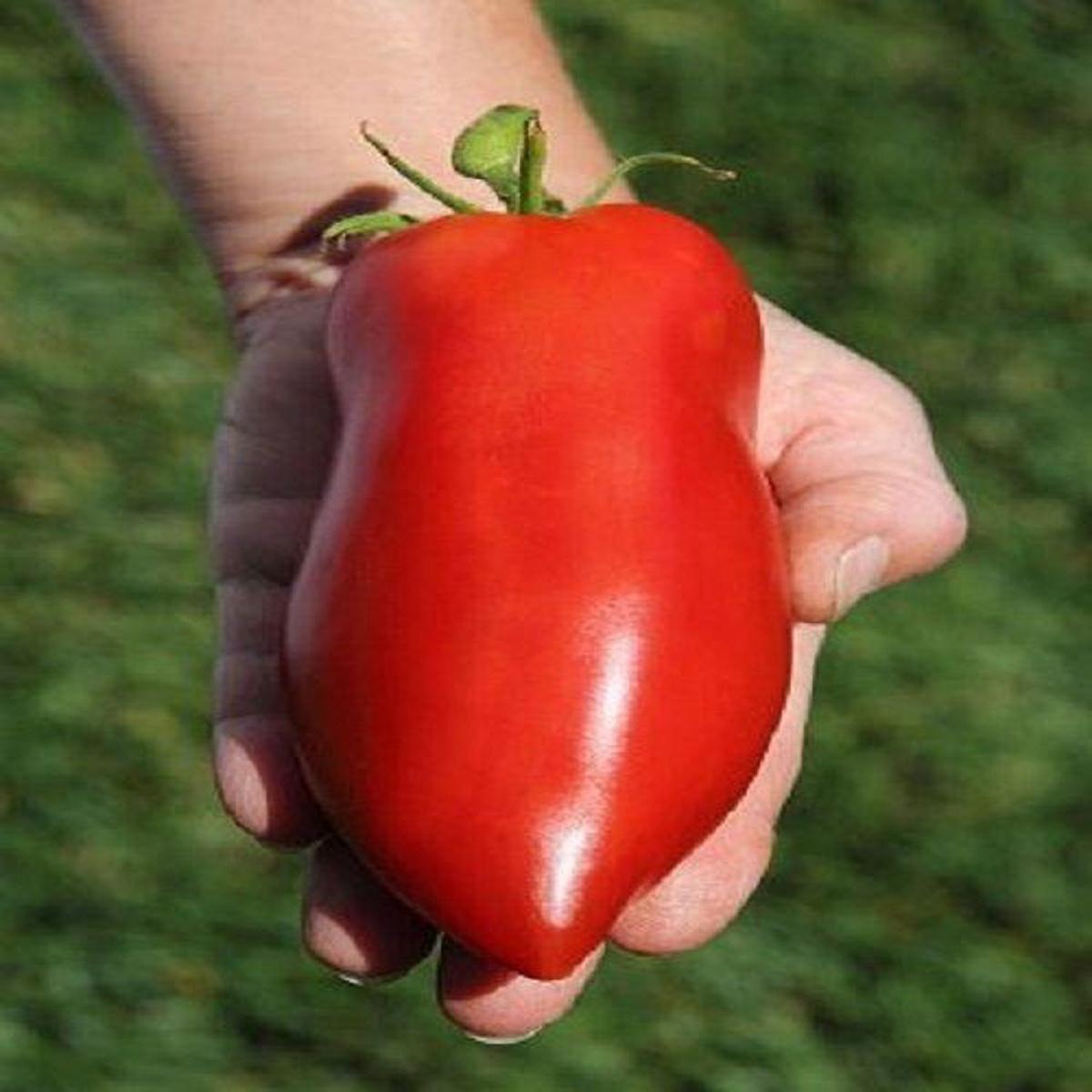 Tomato Australian Hybrid Vegetable Seeds | Daraz.pk
