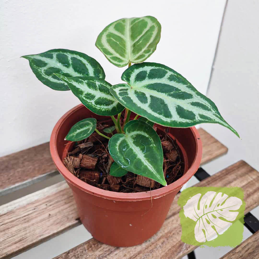 Anthurium Silver X Dorayaki IOB | Lazada