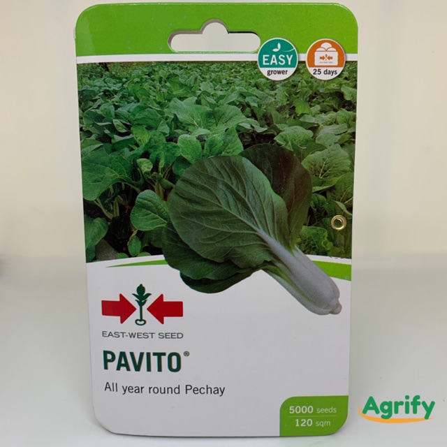 pechay pavito seeds eastwest pavo black behi | Lazada PH