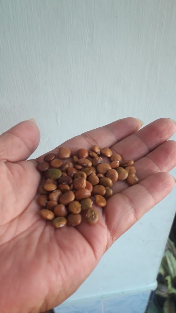 biji bengkoang super | Lazada Indonesia