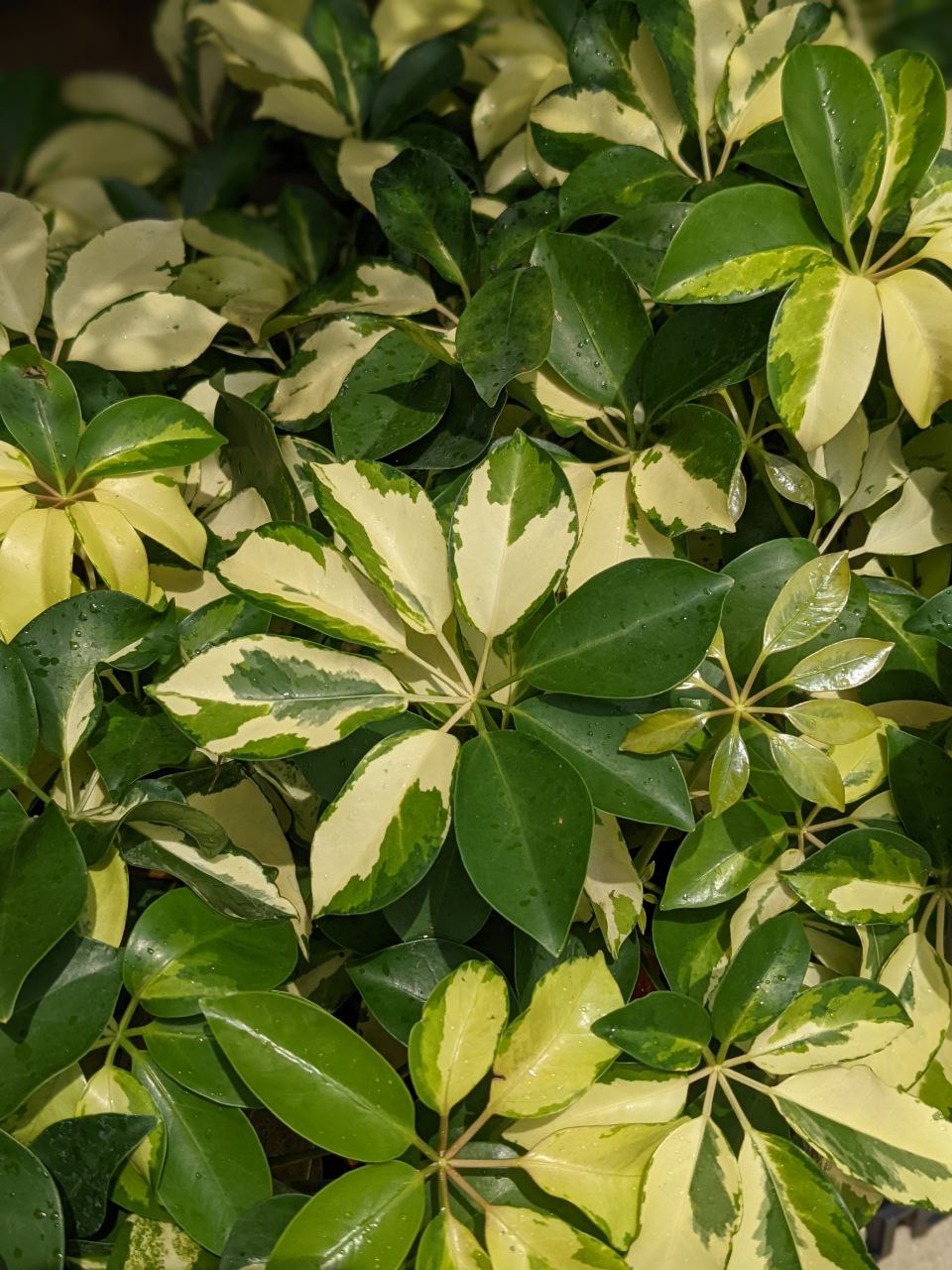 Variegated Schefflera Arboricola - Beautiful Multi-Colour House Plant ...