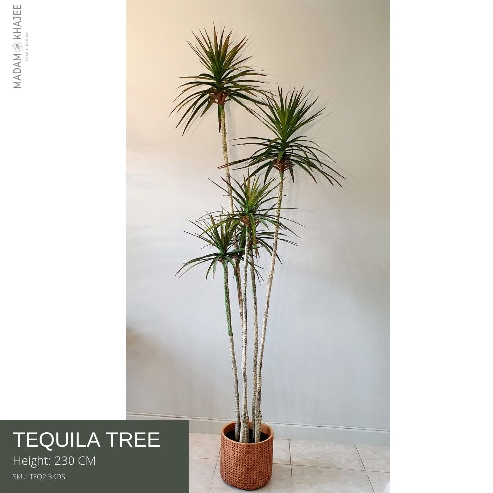 Tequila Tree 180-230 cm.ต้นเตกีล่า เกรดพรีเมี่ยม | Lazada.co.th