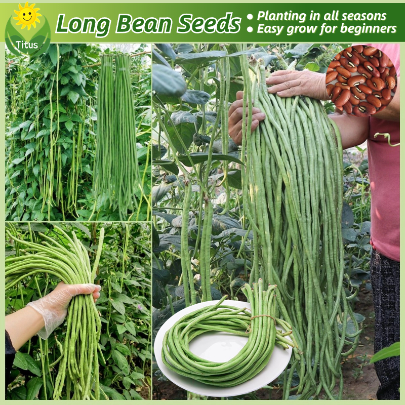 100% Legit Fresh Organic Green Long Beans Seeds for Planting (35pcs ...