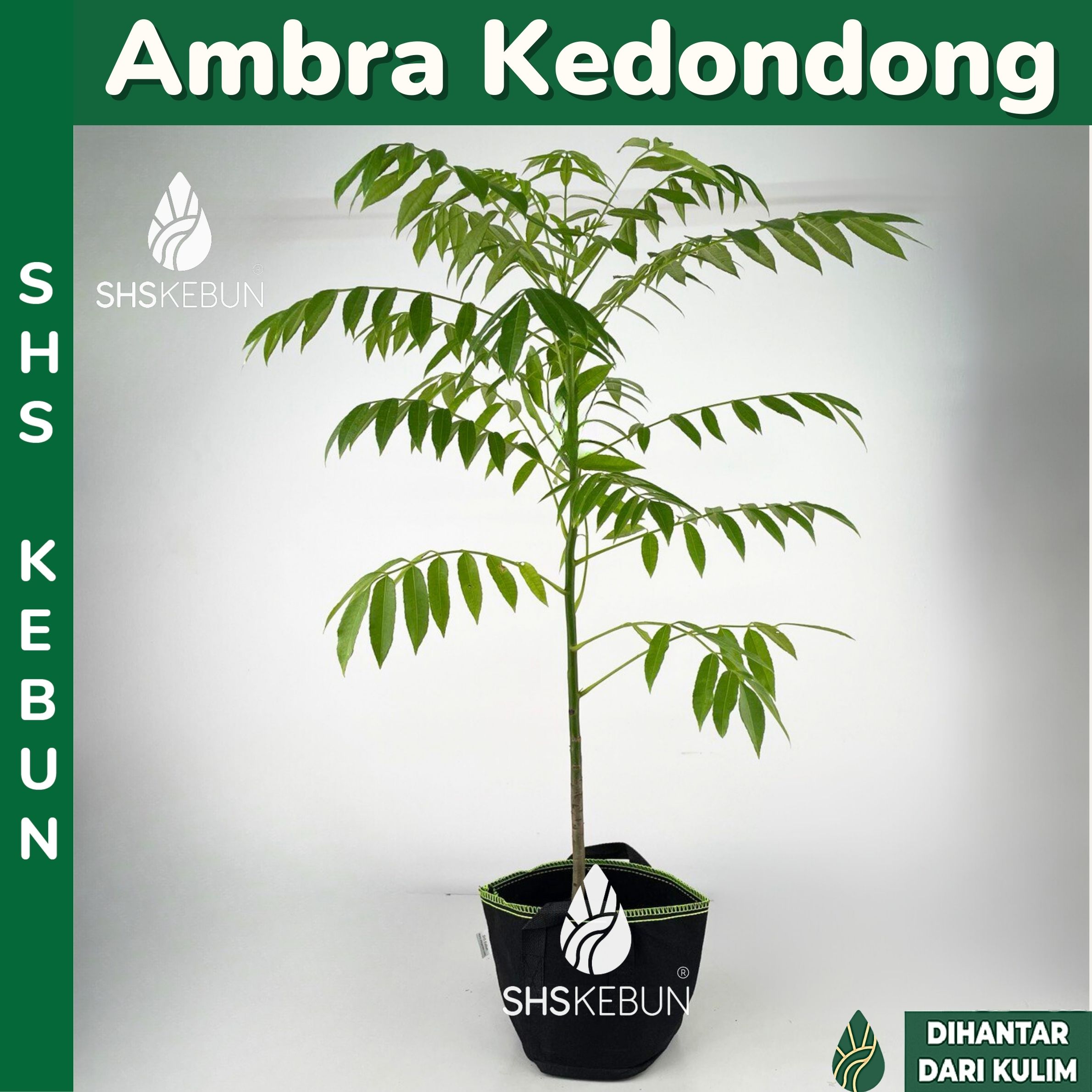 Ambra Kedondong Pokok Buah Live Plant Fruit Tree Ambarella Pokok Hidup Ambra 沙梨 Shs Kebun Lazada