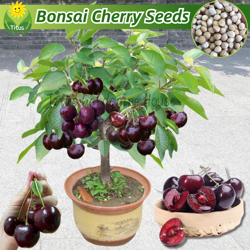 100% Legit Fresh Bonsai Cherry Seeds for Planting (20pcs/pack) Organic ...