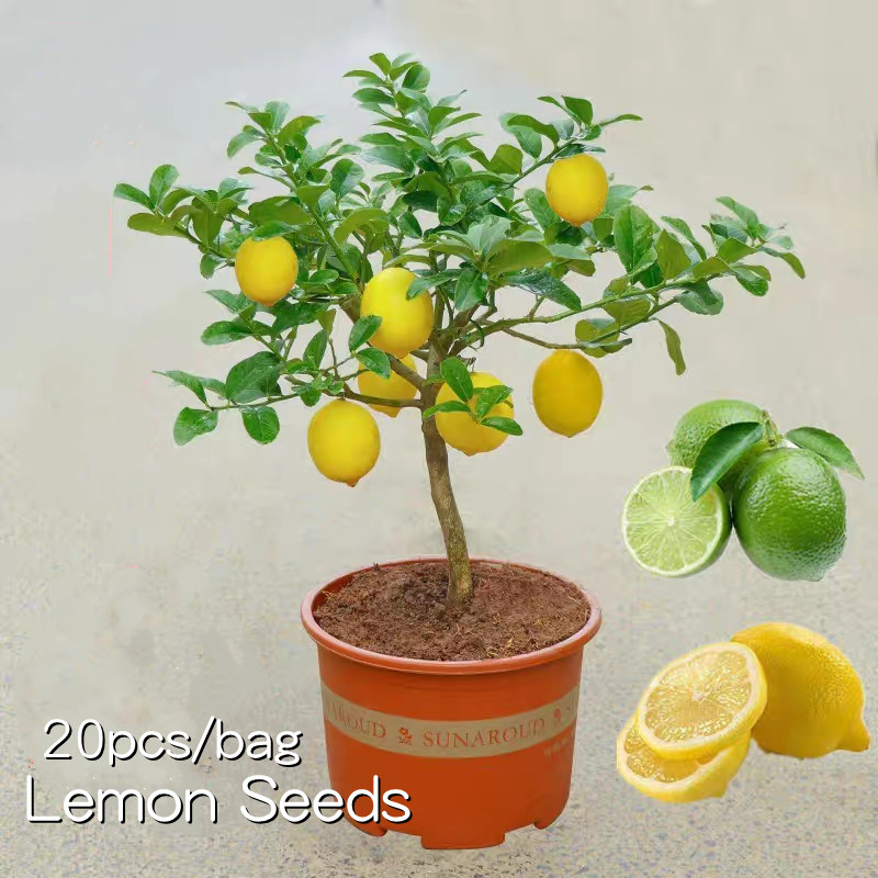 Singapore Ready Stock Asparagus Fern Tree Seeds for Planting (50pcs Per ...