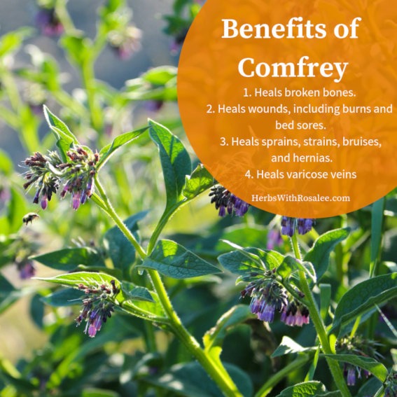 COMFREY ROOT POWDER 200g | Daraz.pk