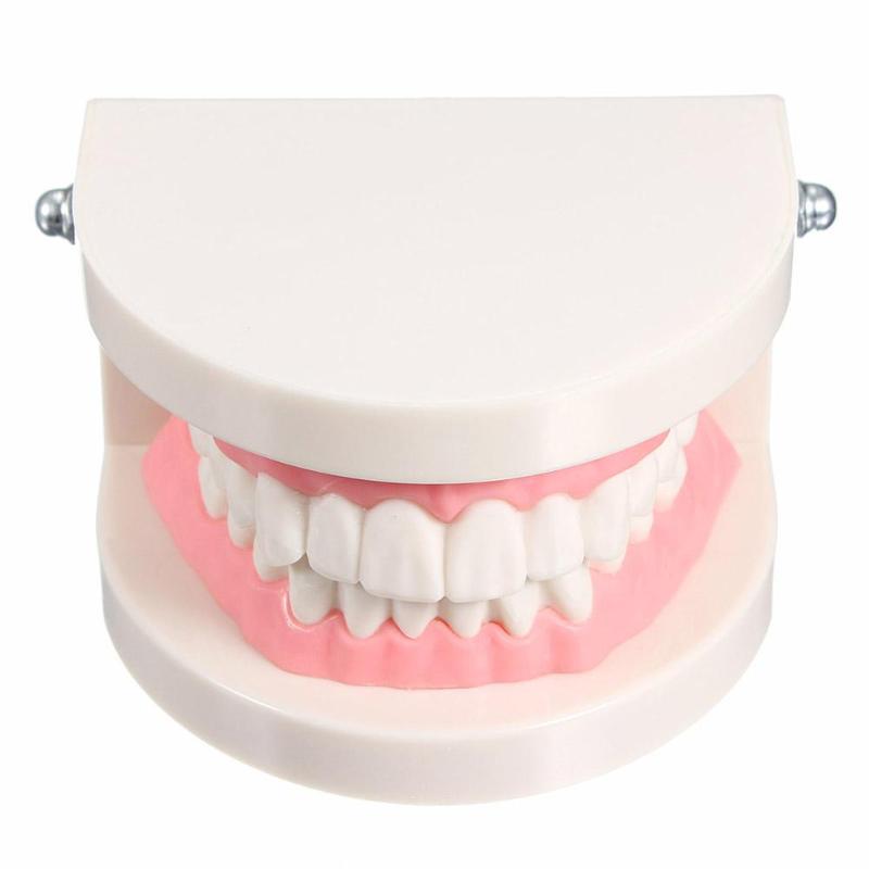 【Unique features】Pro Adult White Teeth Model Standard Teaching Study ...