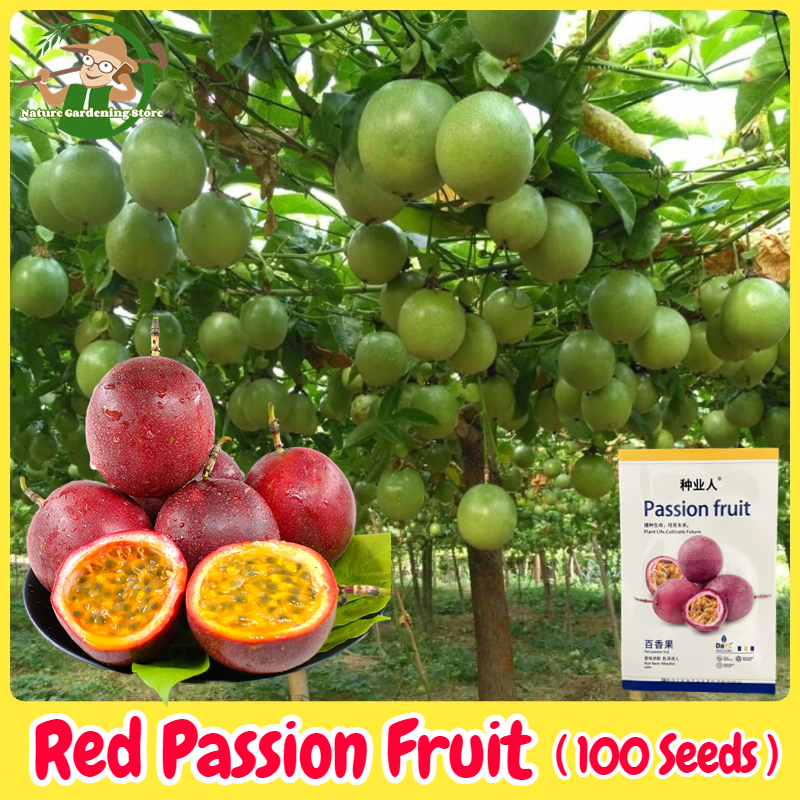 เมล็ดพันธุ์ เสาวรส สีแดง บอนไซ บอนสี บรรจุ 100 เมล็ด Red Passion Fruit ...