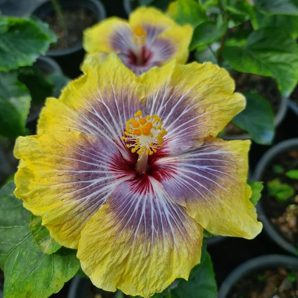 Bunga Raya Kuning Yellow Hibiscus - Devil Legend | Lazada