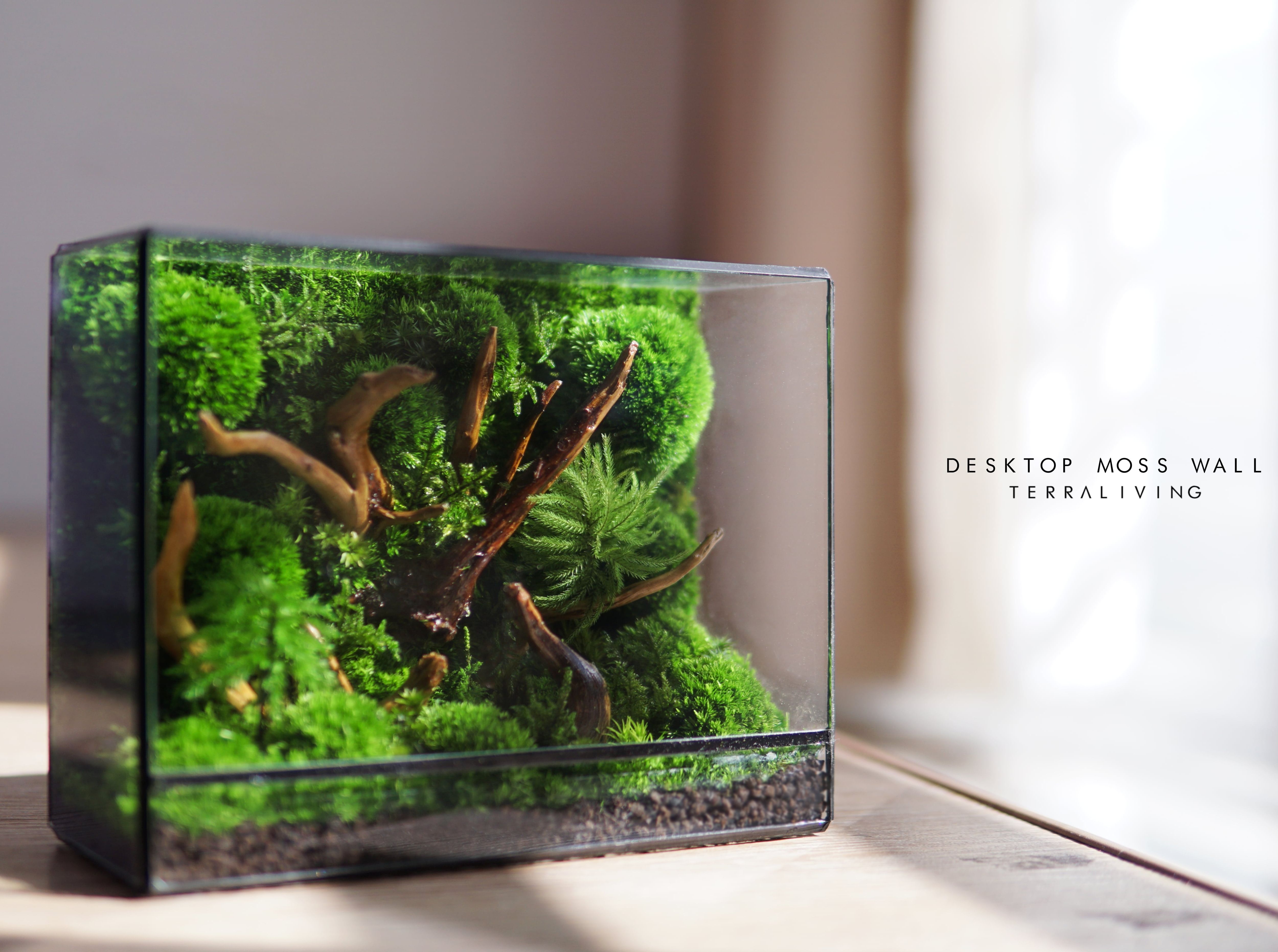 The Desktop Moss Wall - A preserved moss terrarium by TerraLiving | Lazada