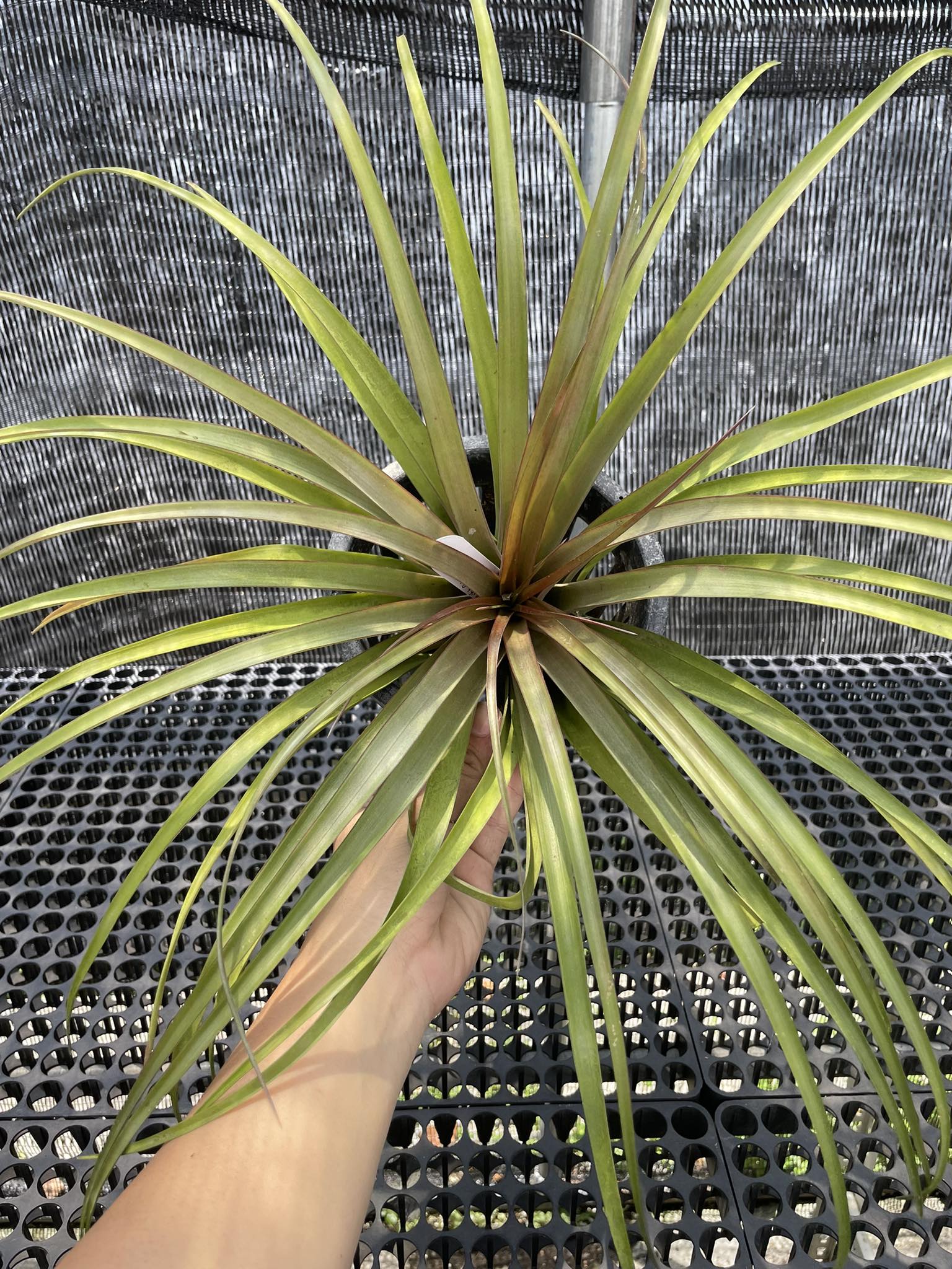 Augustfame - Tillandsia Capitata Rubra 空气凤梨 airplant hybrid | Lazada