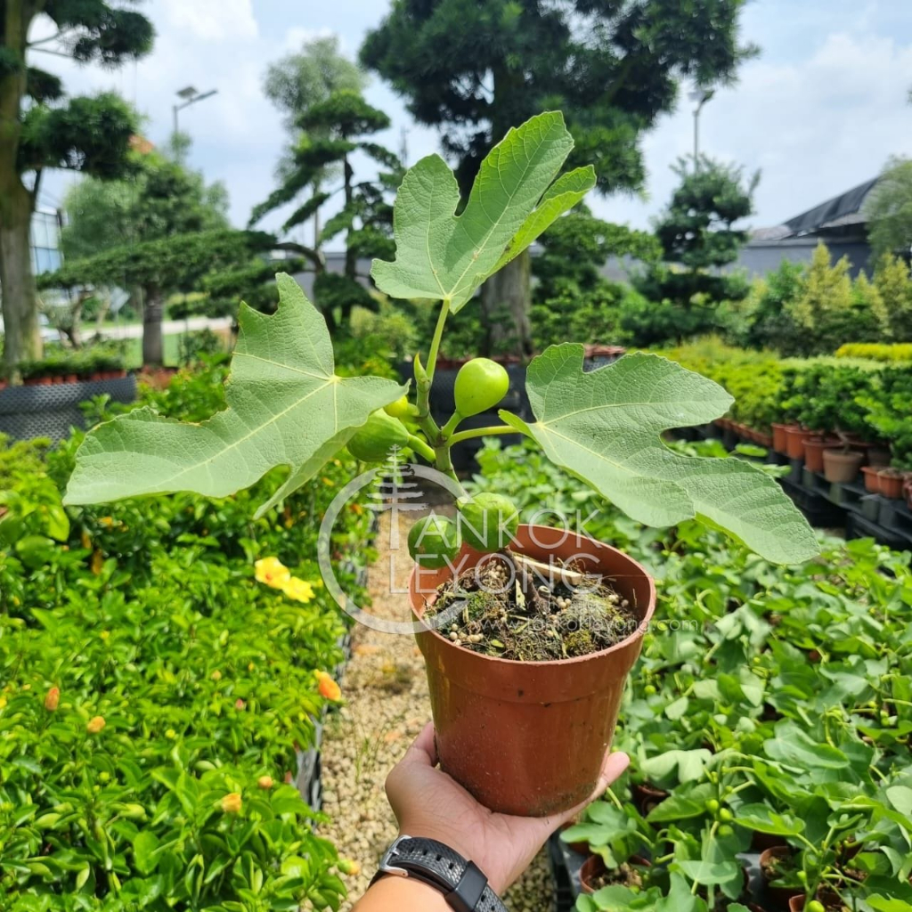 TKL - Outdoor Fig Tree Ficus Carica Pokok Buah Tin 无花果室外植物 | Lazada