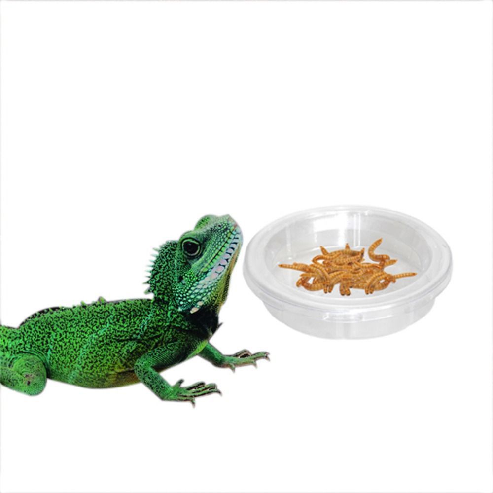 5pcs Snake Food Container Transparent Lizard Food Bowl Plastic Round ...
