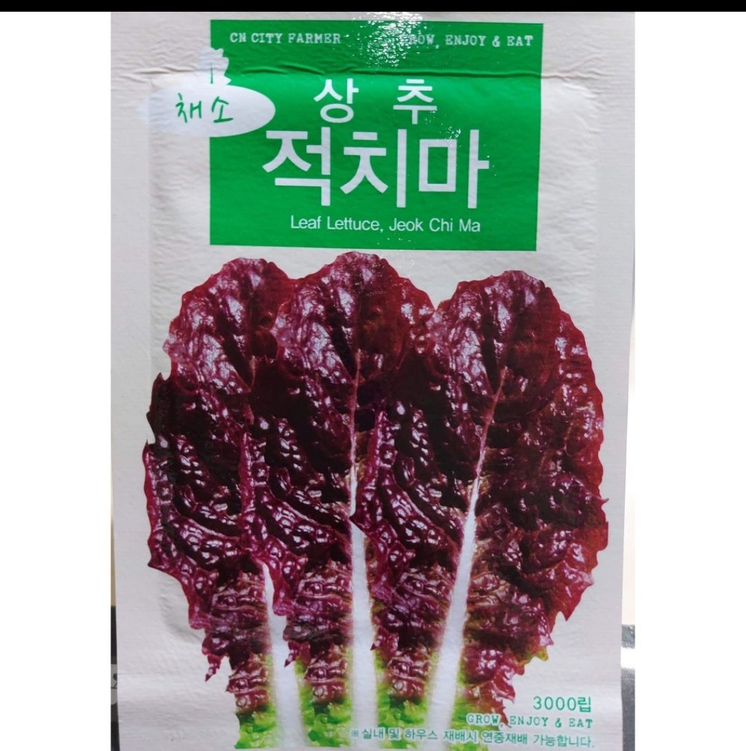 KOREA GREEN LETTUCE SEED | LETTUCE | AUTHENTIC FROM SOUTH KOREA FARM ...