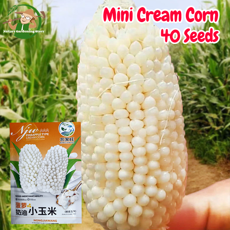 Mini Cream White Corn Seeds for Planting (40 Seeds) Balcony Potted Mini ...