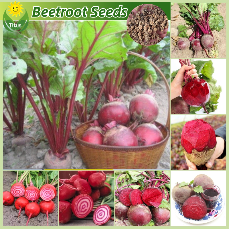 เมล็ดพันธุ์ บีทรูท บรรจุ 100 เมล็ด Fresh Beetroot Seed Vegetable Seeds ...