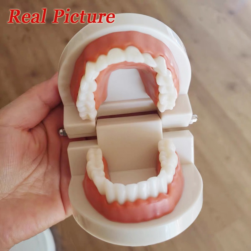 Toddler Tooth Brushing Teaching Tool Early Education Tooth Model Children Learning Teeth Brush ...