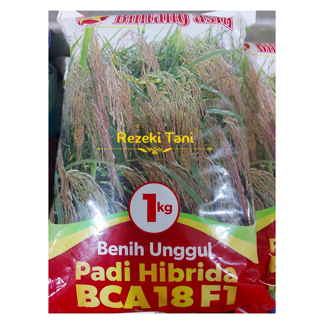 Benih Padi Unggul Hibrida BCA 18 F1 kemasan 1kg | Lazada Indonesia
