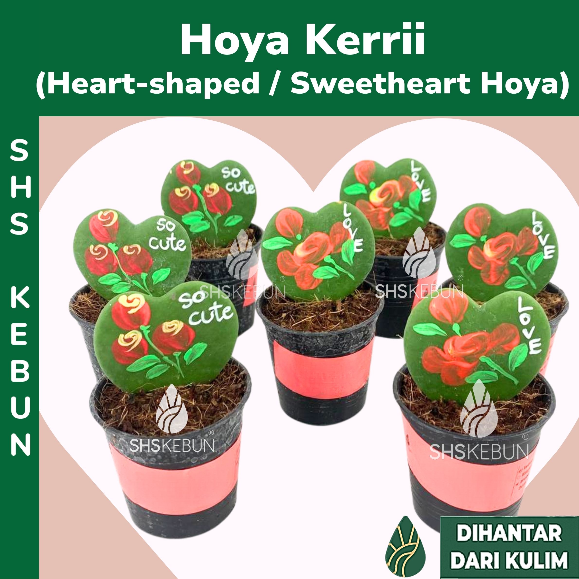 Hoya Kerrii Cute Love Sweetheart Plant Painted Valentine Plant Indoor ...