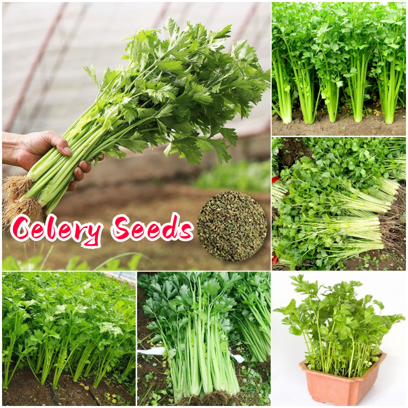 [Easy to grow in Philippines] Chinese Celery Seeds for Planting (150 ...