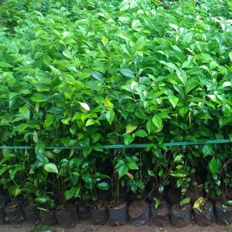 TANAMAN HIAS POHON TEH TEHAN - TANAMAN HIAS UNTUK PAGAR RUMAH - TANAMAN ...