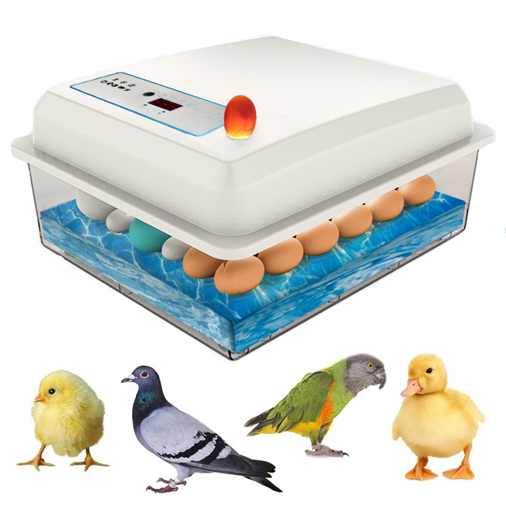 【World Supermarket 2021】20 Incubator Brooder Bird Quail Chick Hatchery ...