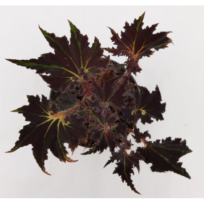Cameron Begonia Leaf Series Large (Real Plant) Pokok Asam Batu (chosen ...