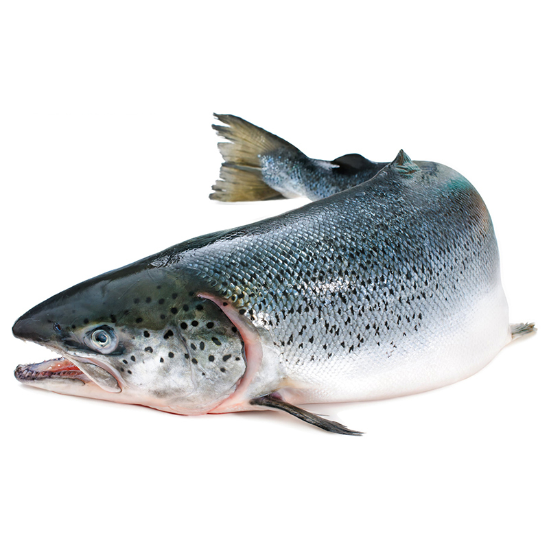 N617 For Trout Fish Car Decal Scratch-Proof Car Waterproof Refrigerator ...