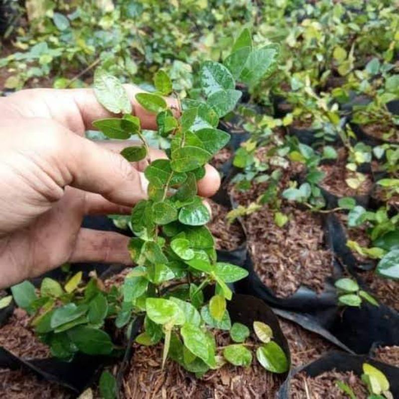 TANAMAN DOLAR RAMBAT DAUN KECIL | Lazada Indonesia