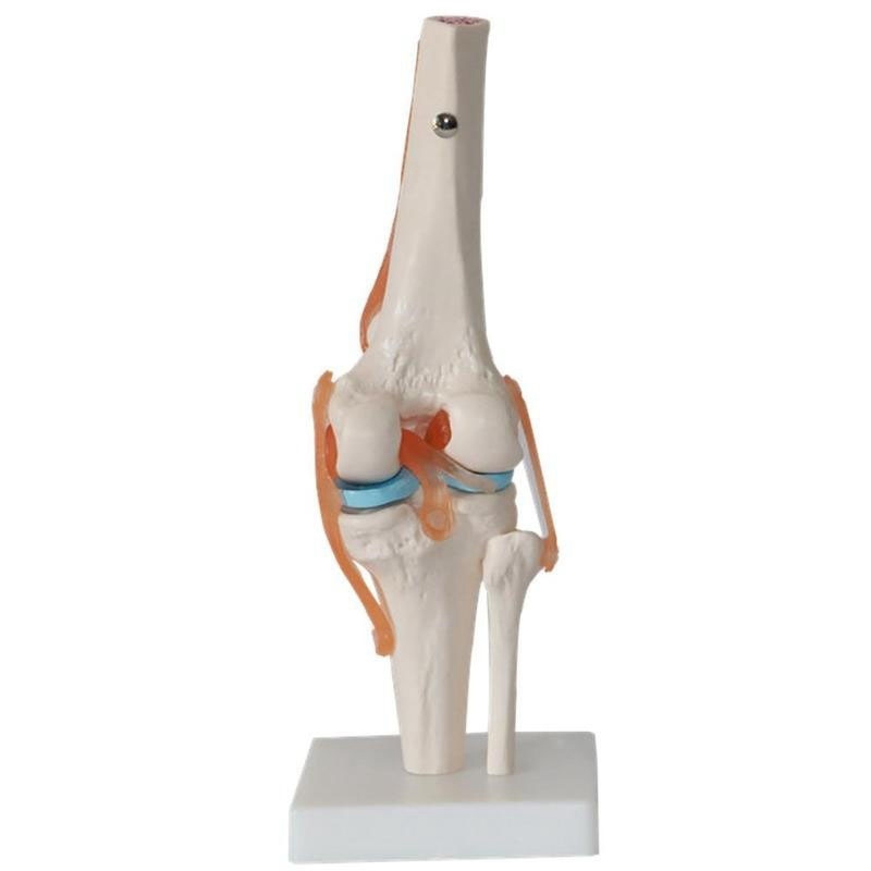 Body Model Human Knee Joint Anatomy Model Flexible Skeleton Model with ...