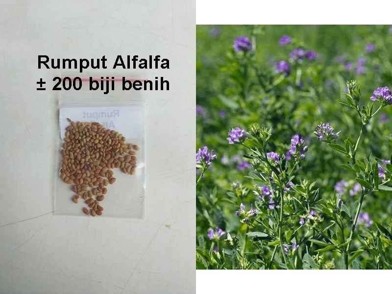 Benih Rumput Alfalfa/Bibit Rumput Alfalfa isi 200 Seed | Lazada Indonesia