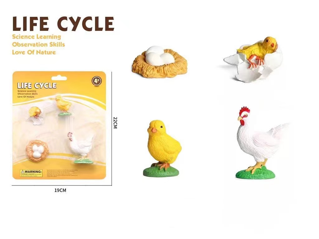 Teaching Resources Life Cycle of Chicken Models | Lazada Singapore
