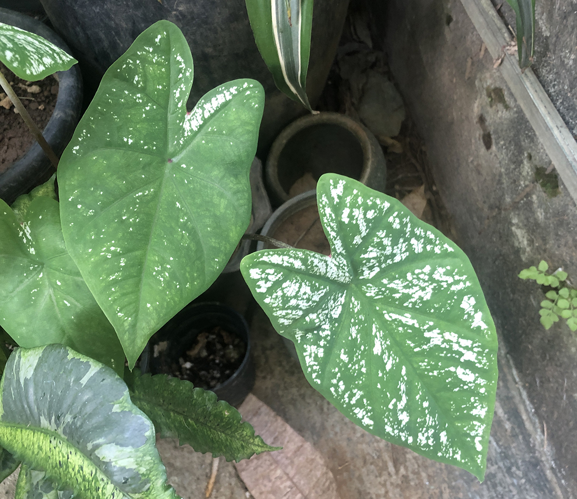 caladium white christmas live aroid plant | Lazada PH