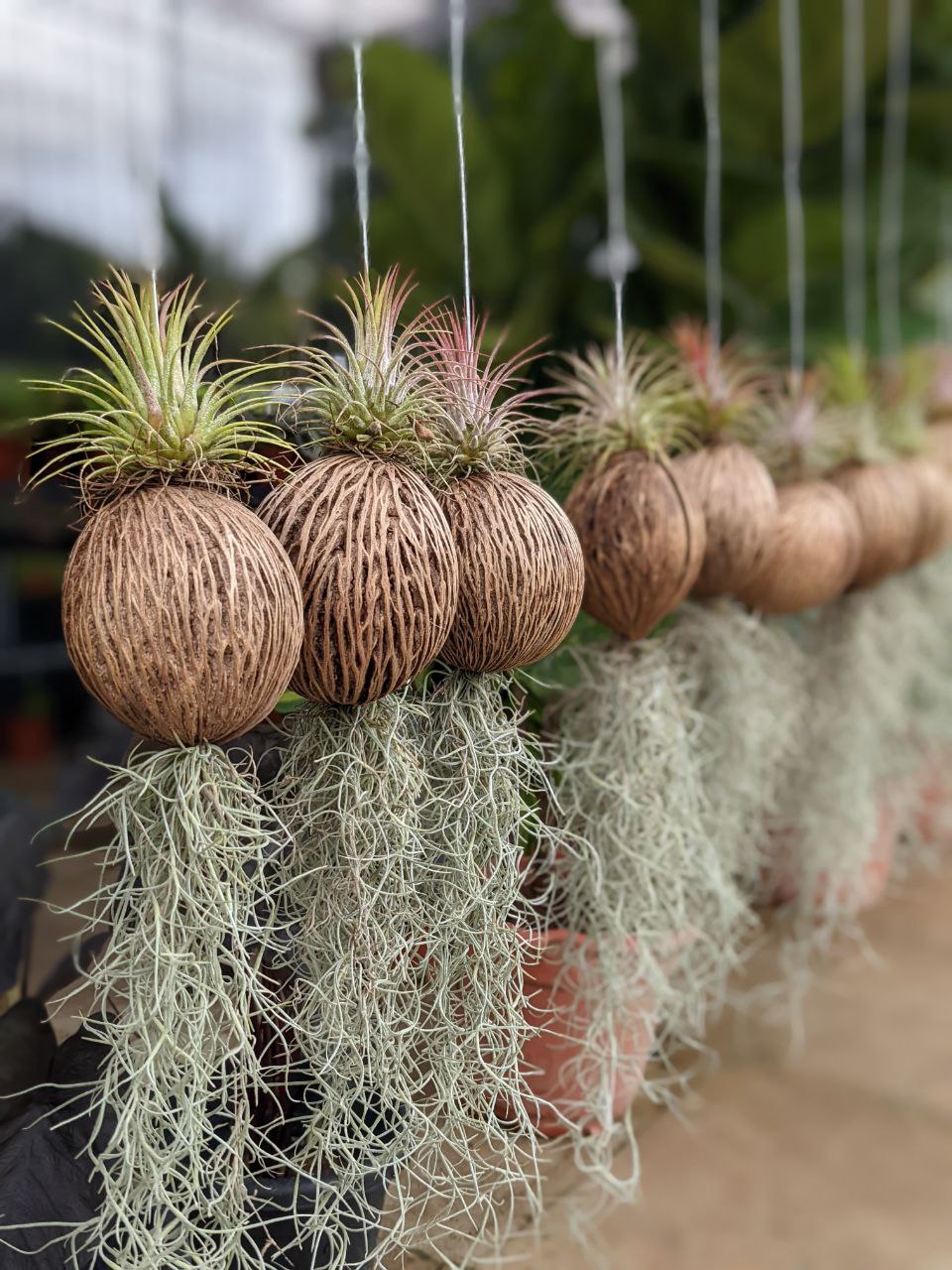 Coconut Air Plant - Easy-Care | Lazada Singapore