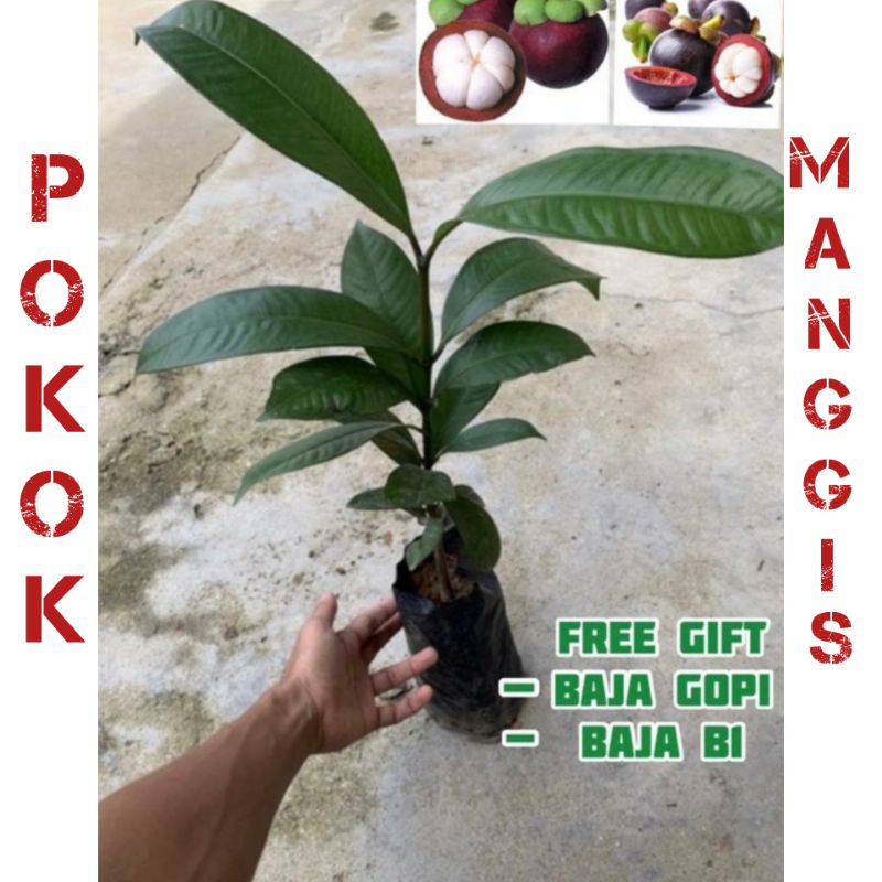 ANAK POKOK MANGGIS ( BIJI ) | Lazada