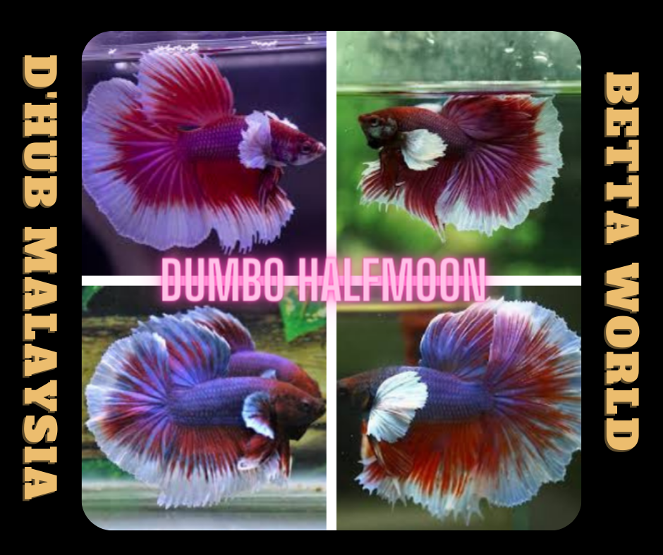 D'HUB Dumbo Half-moon Betta Fish / Ikan Laga Dumbo Halfmoon / Dumbo HM / Elephant Ear HM | Lazada