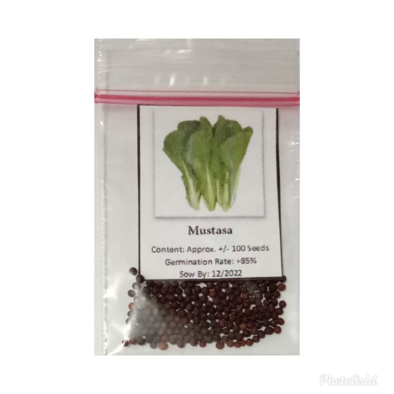 Welcome Mustasa Seeds Vegetable Seeds | Lazada PH