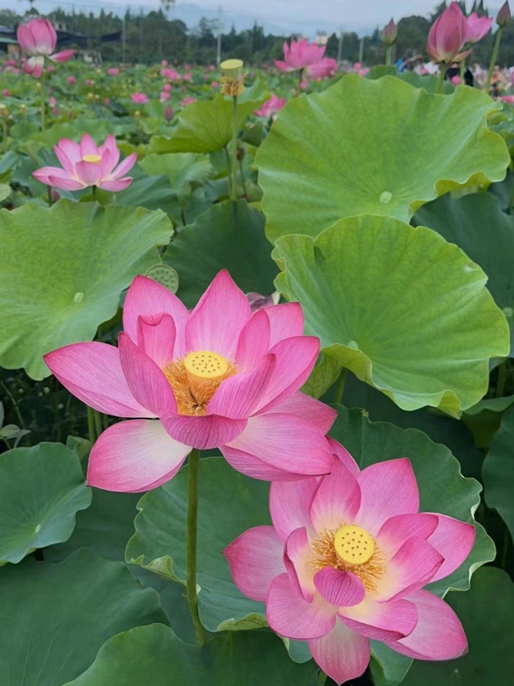Potted lotus seedlings, hydroponic lotus root seedlings, edible and ...