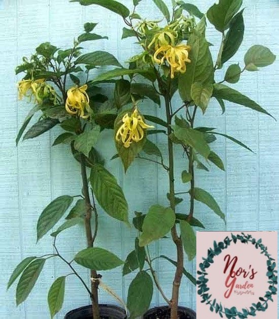 Ilang Ilang Plant | Lazada PH