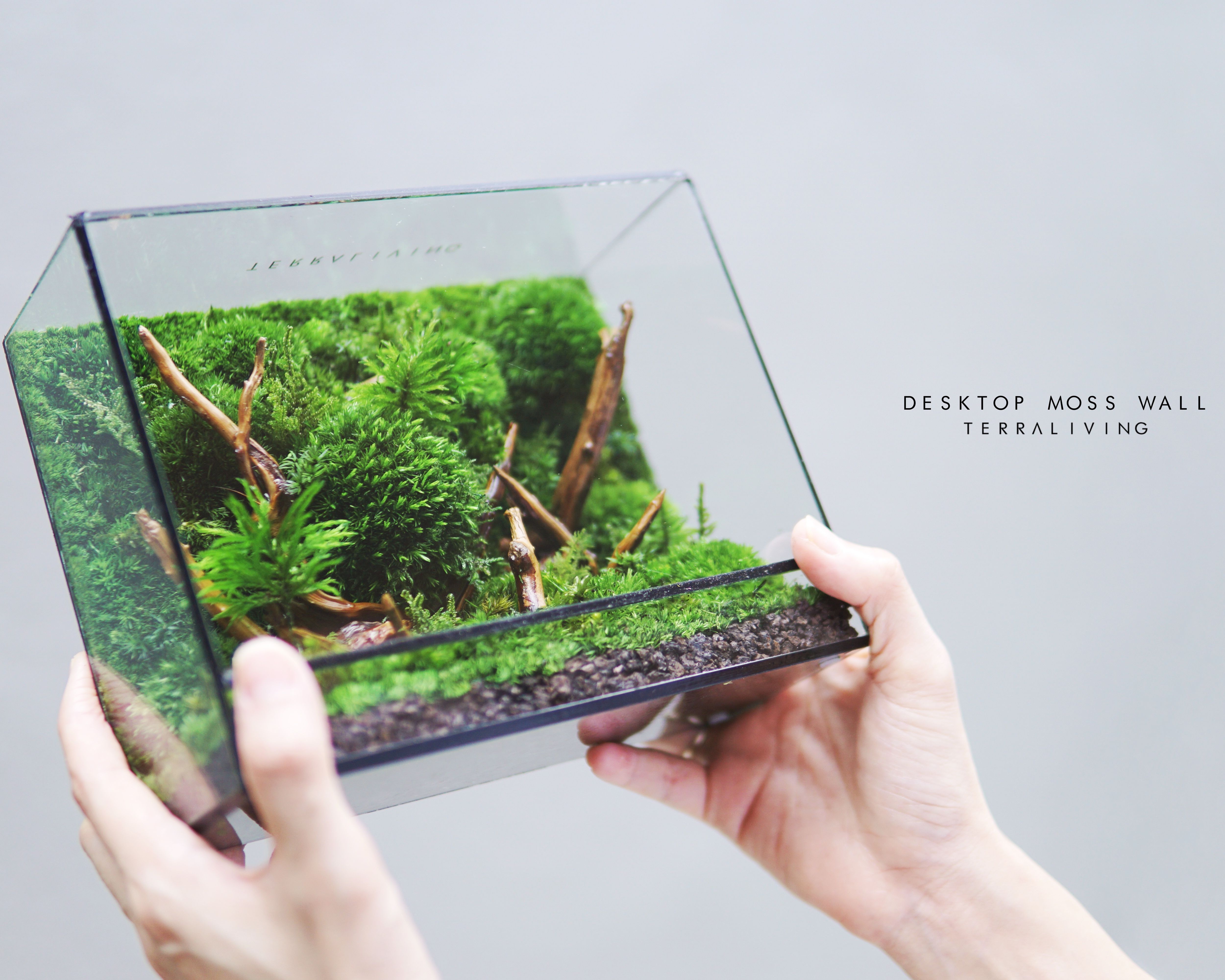 The Desktop Moss Wall - A preserved moss terrarium by TerraLiving | Lazada