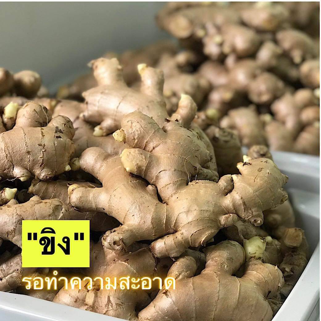 Ginger lic น้ำสกัด กระเทียม ขิง มะนาว GINGERLIC เครื่องดื่ม พร้อมดื่ม อร่อย ชุ่มคอ ชื่นใจ 1 ขวด ...