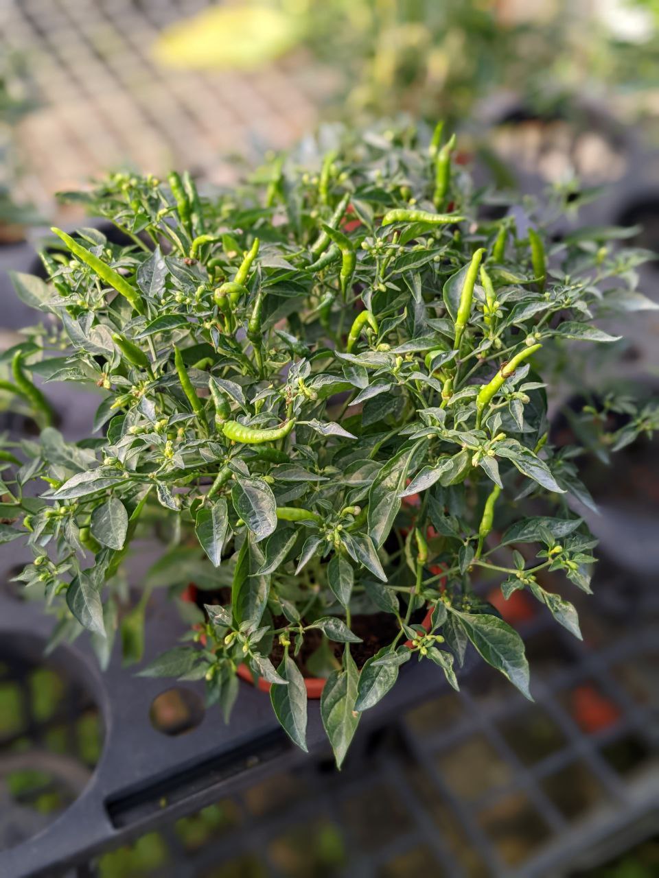 Chilli Padi (Bird's Eye Chilli) Plant - Beautiful and Spicy House Plant ...