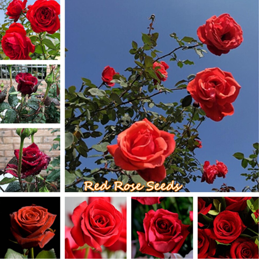 ประเทศไทย พร้อมสต็อก Red Rose Flower Seeds 100 เมล็ดดอกไม้ ต้นไม้ประดับ ...