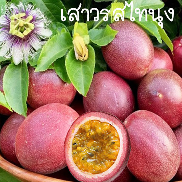 Red Passion Fruit Seeds เสาวรสหวาน ไทนุง ถูกที่สุด เมล็ดพันธุ์เสาวรส ...