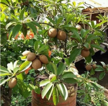 【GW】Ciku mega / pokok ciku mega hybrid | Lazada