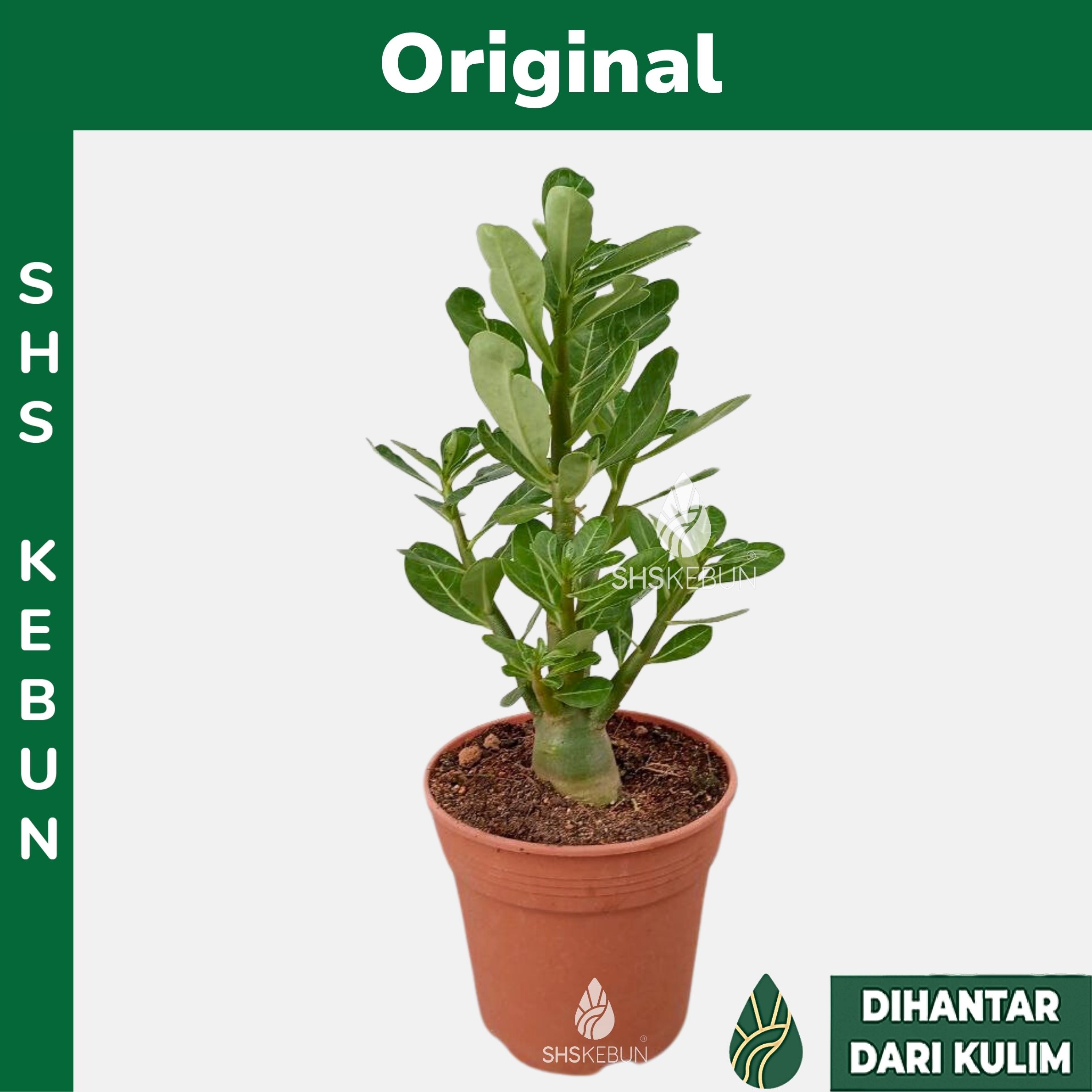 Adenium Obesum Bunga Kemboja Dessert Rose Pokok Bonsai ID Succulent ...